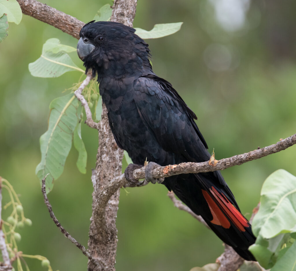 Definitive Guide To Red-tailed Black-cockatoo Facts, Habitat ...
