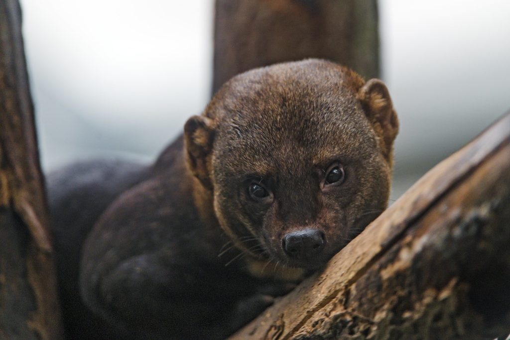 Definitive Guide To Tayra Facts, Habitat, Conservation Status, Zoo ...
