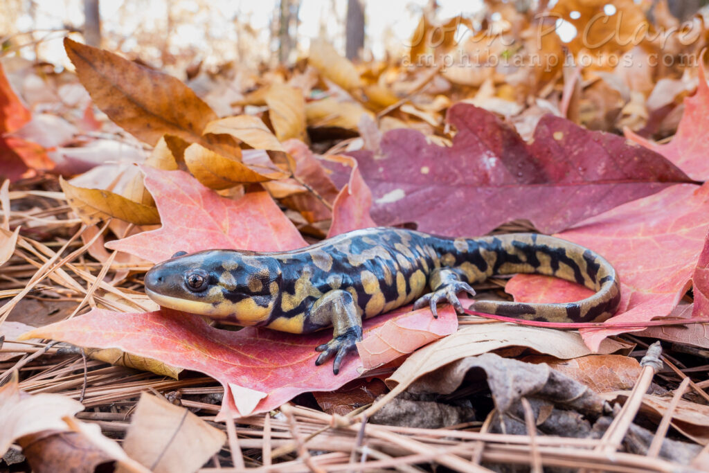 Definitive Guide To Eastern Tiger Salamander Facts, Habitat ...