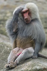 Definitive Guide To Hamadryas Baboon Facts, Habitat, Conservation ...