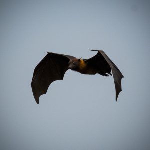Definitive Guide To Indian Flying Fox Facts, Habitat, Conservation ...
