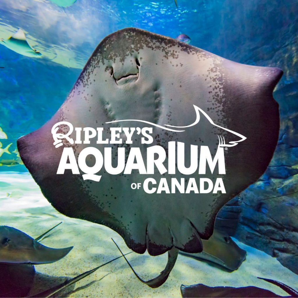 Definitive Guide To Ripley's Aquarium Of Canada Facts, List Of Animals, Reviews And Pictures On ...
