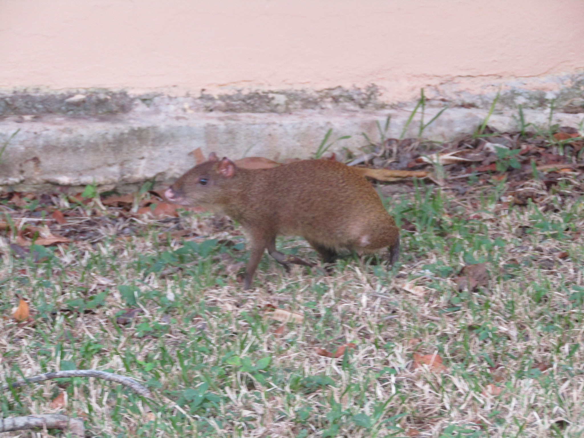 Definitive Guide To Mexican Agouti Facts, Habitat, Conservation Status ...