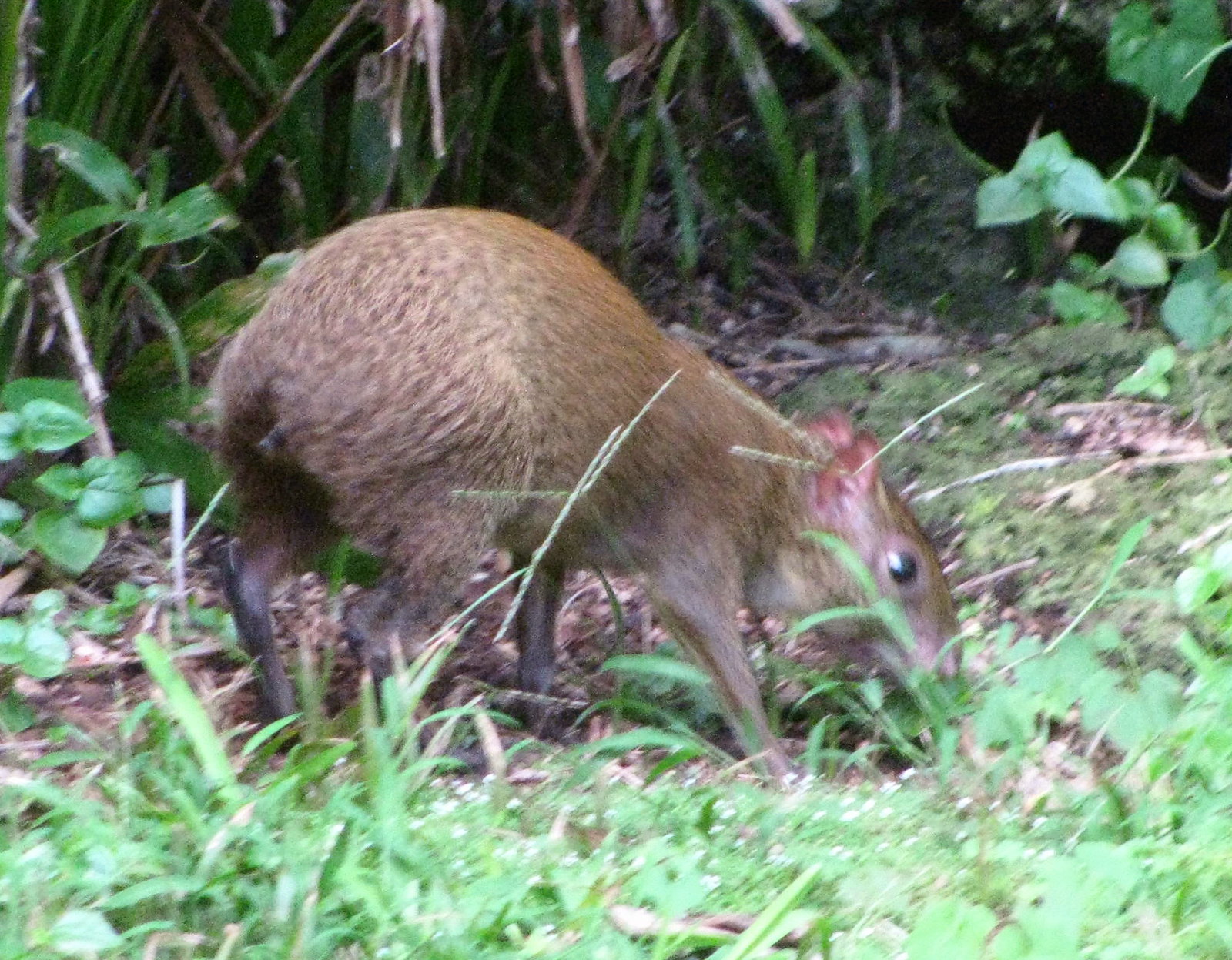 Definitive Guide To Mexican Agouti Facts, Habitat, Conservation Status ...