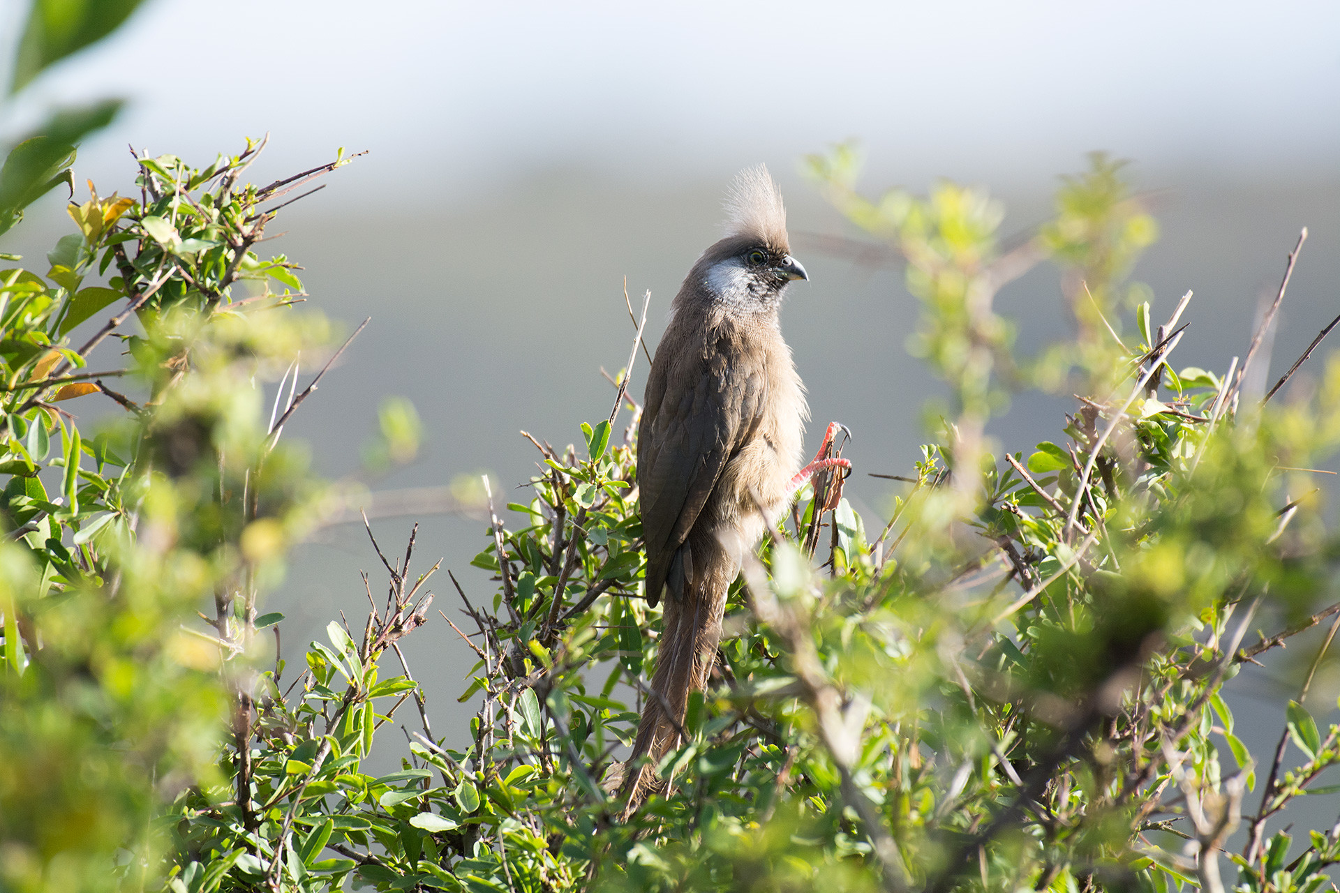 Definitive Guide To Speckled Mousebird Facts, Habitat, Conservation ...
