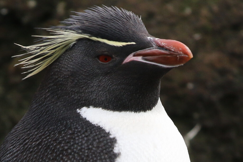 Definitive Guide To Eastern Rockhopper Penguin Facts, Habitat ...