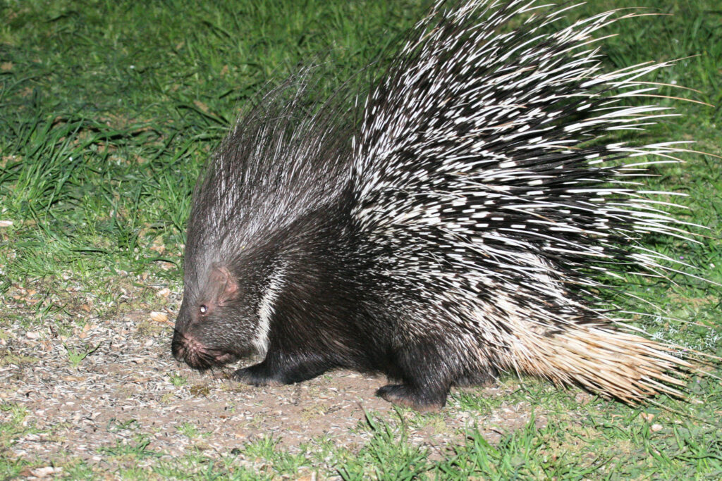 Definitive Guide To Indian Crested Porcupine Facts, Habitat ...