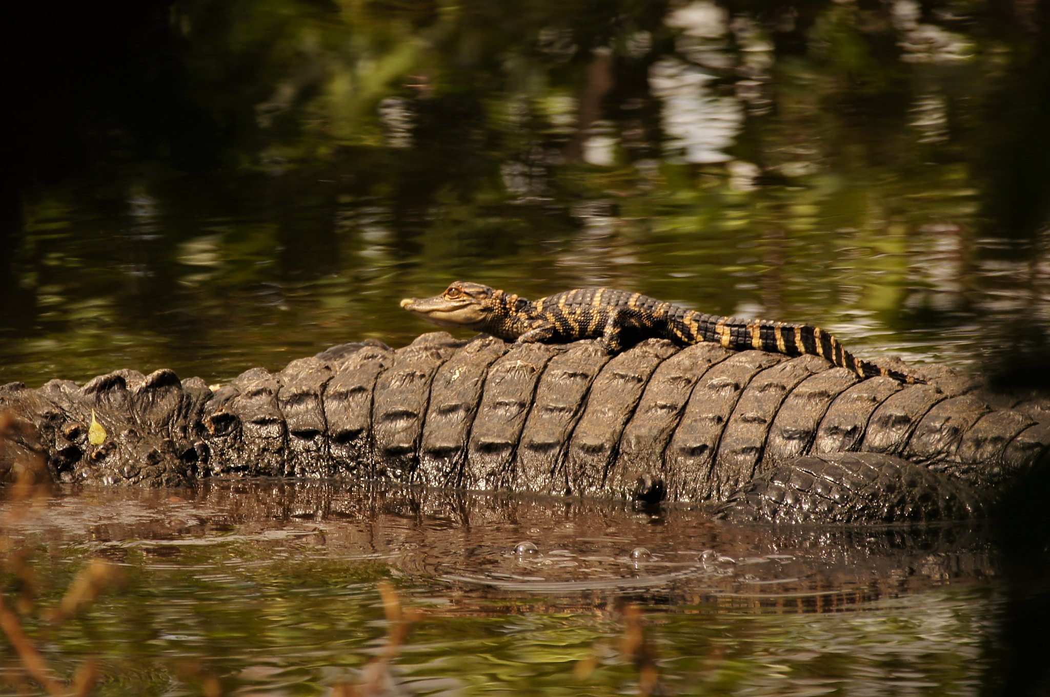 American Alligator Facts, Habitat, Conservation Status, Zoo Populations ...