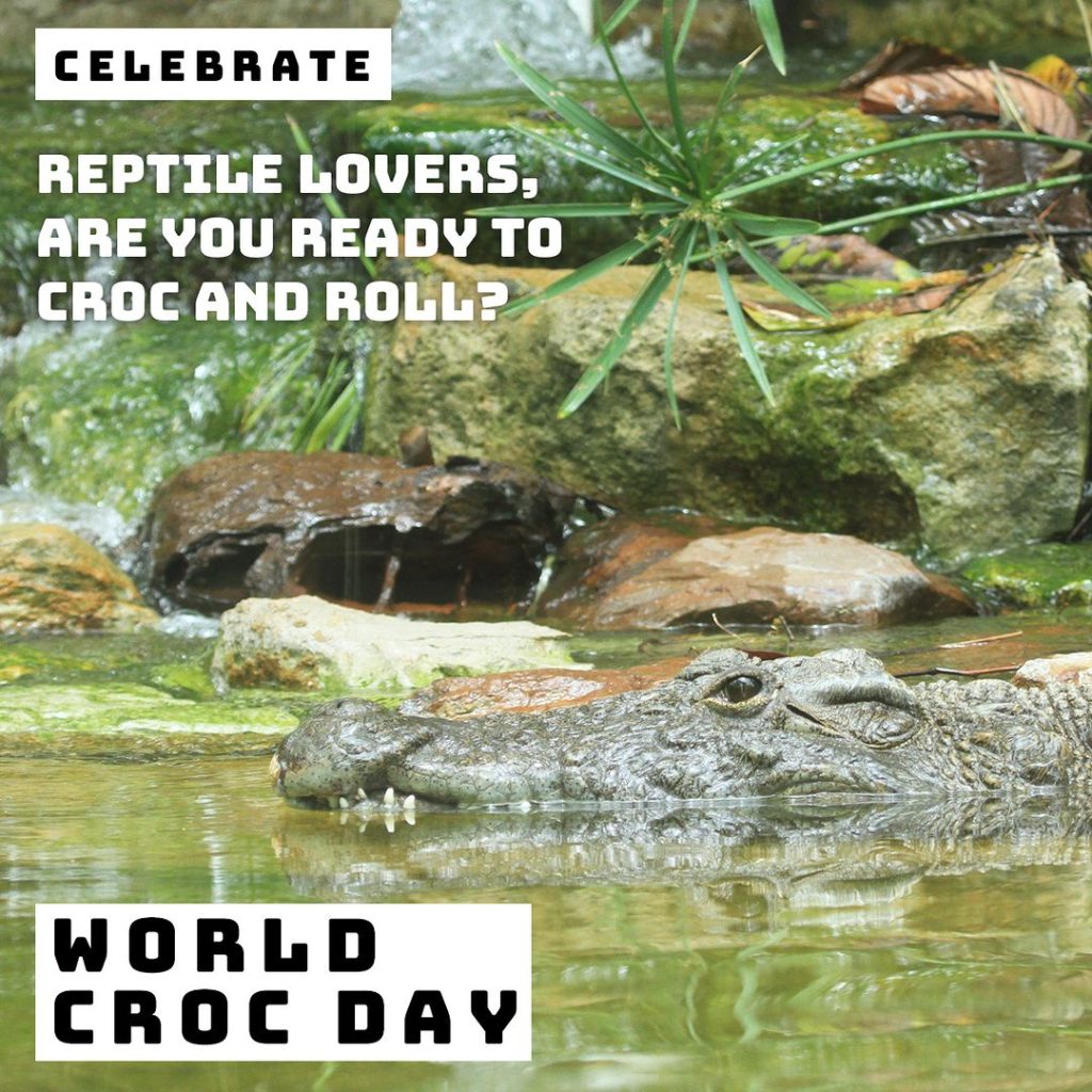 Don't Shed A Single Crocodile Tear! Exciting Crocodile Facts Await ...