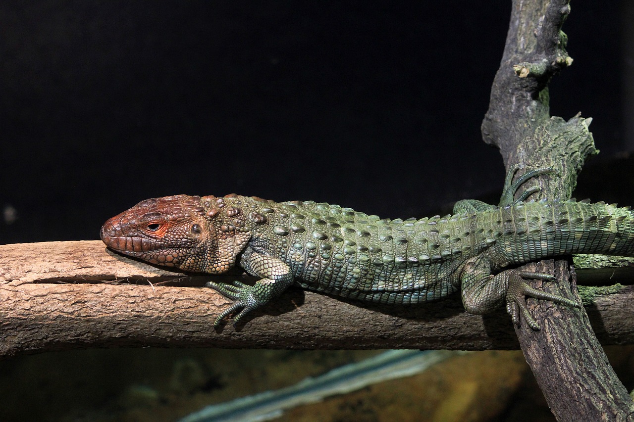 Definitive Guide To Northern Caiman Lizard Facts, Habitat, Conservation ...