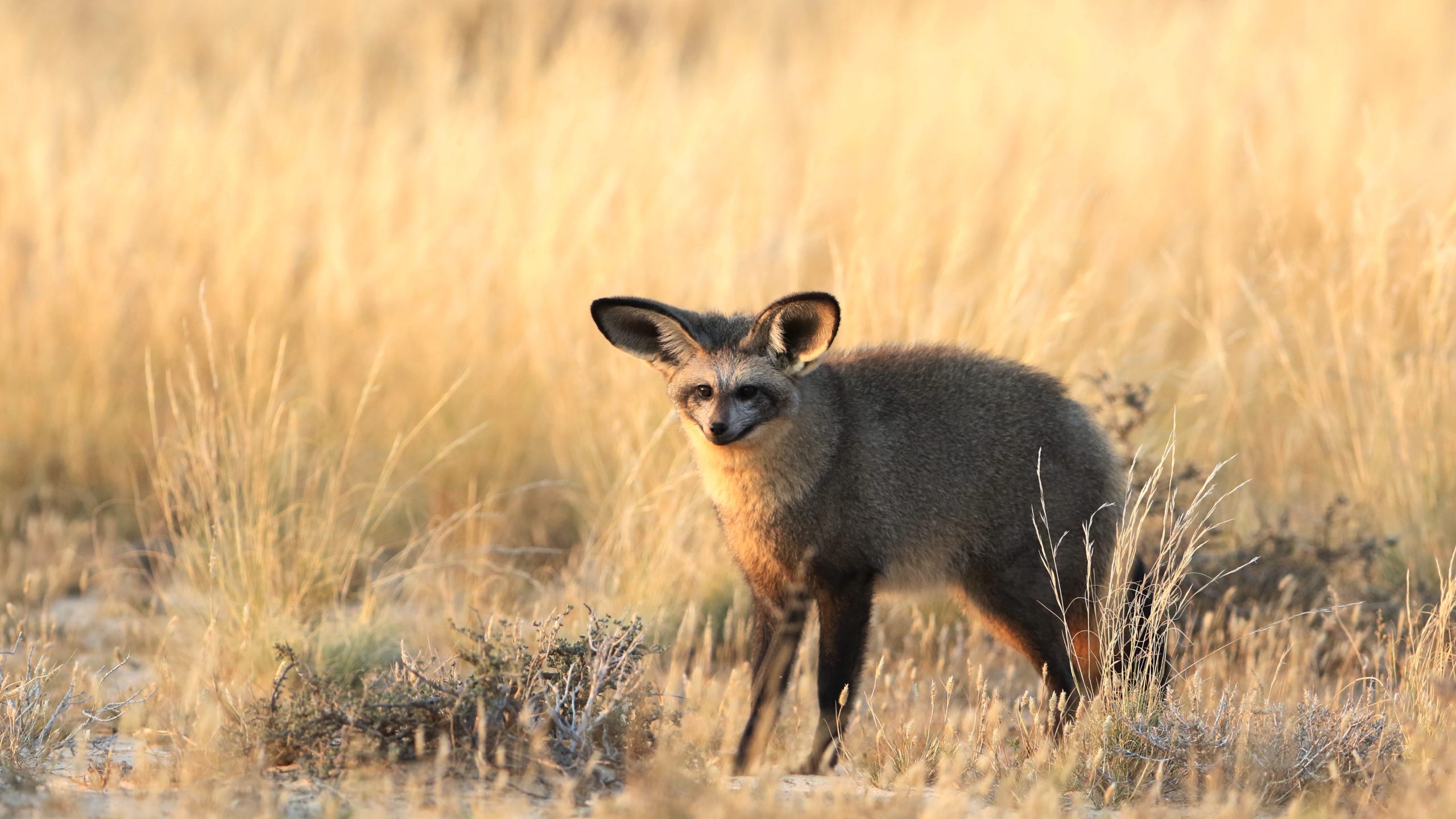 Definitive Guide To Bat-eared Fox Facts, Habitat, Conservation Status ...