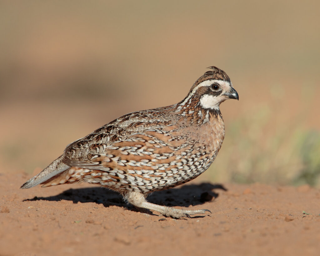 Definitive Guide To Northern Bobwhite Facts, Habitat, Conservation ...