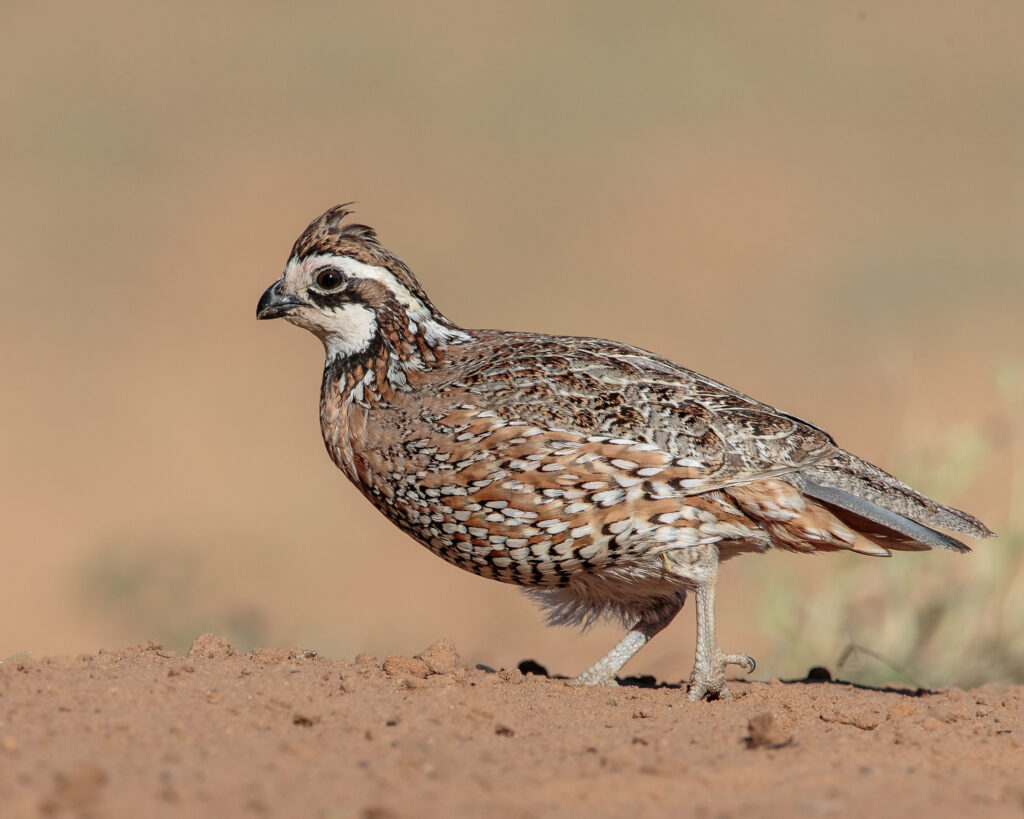 Definitive Guide To Northern Bobwhite Facts, Habitat, Conservation ...