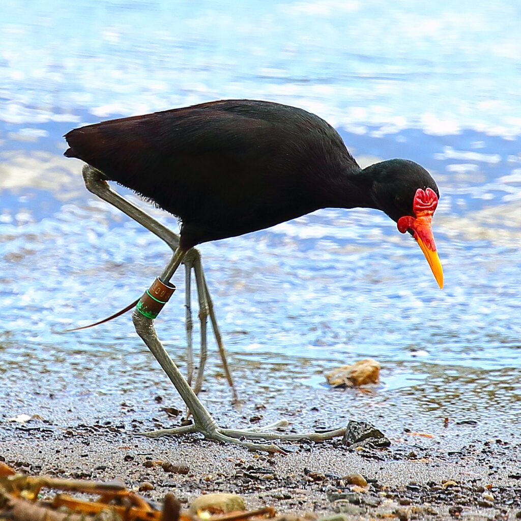 Definitive Guide To Wattled Jacana Facts, Habitat, Conservation Status ...