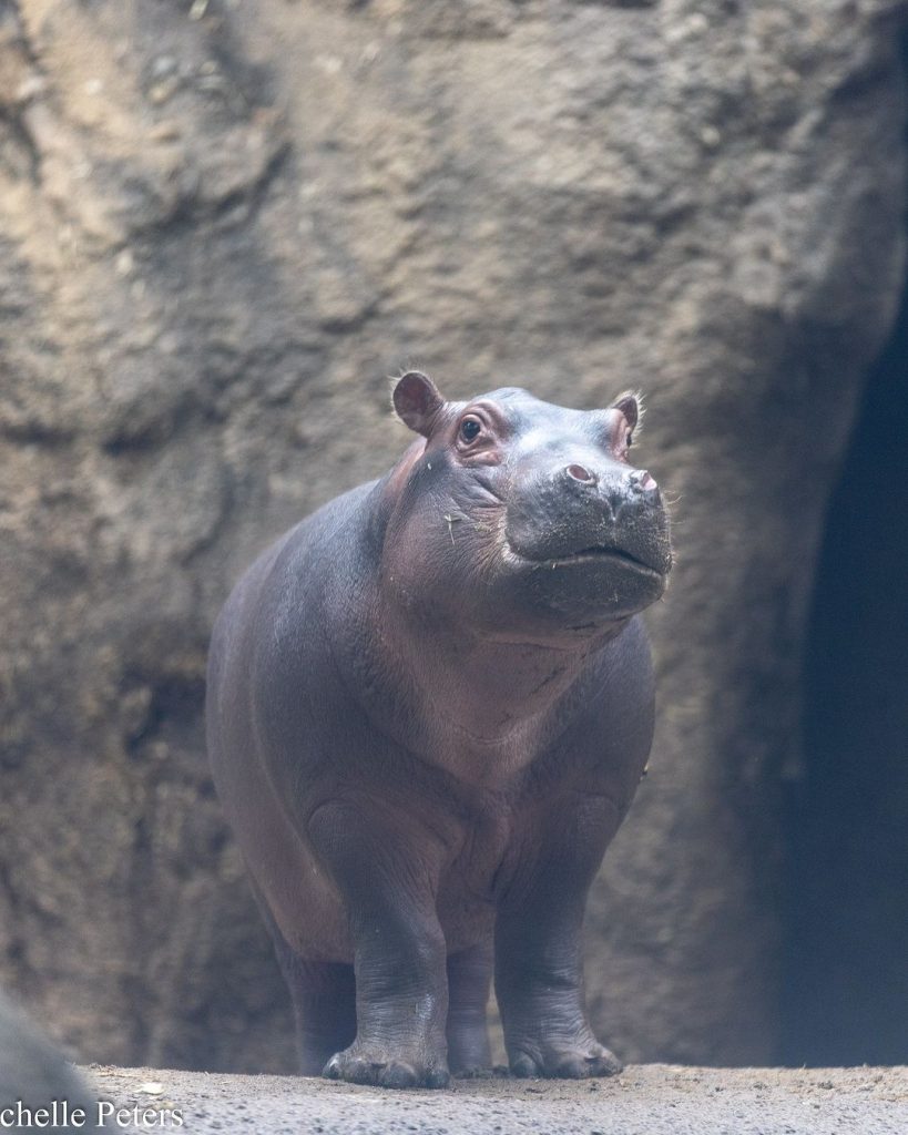 Sweet Fritz: Hippos' Day In Water, Night Land Explorers - Zoos - USA ...
