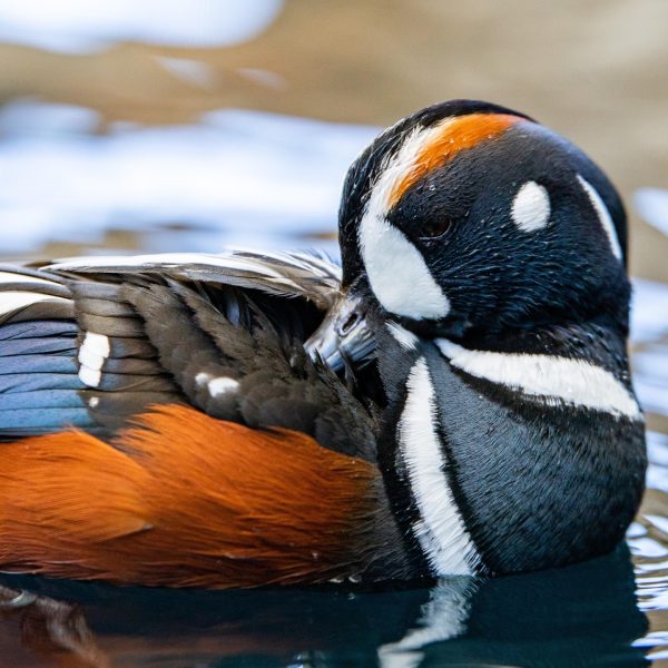 Get Ready For A Breathtaking Duo: Mickey And Minnie, Our "Birds Of The ...