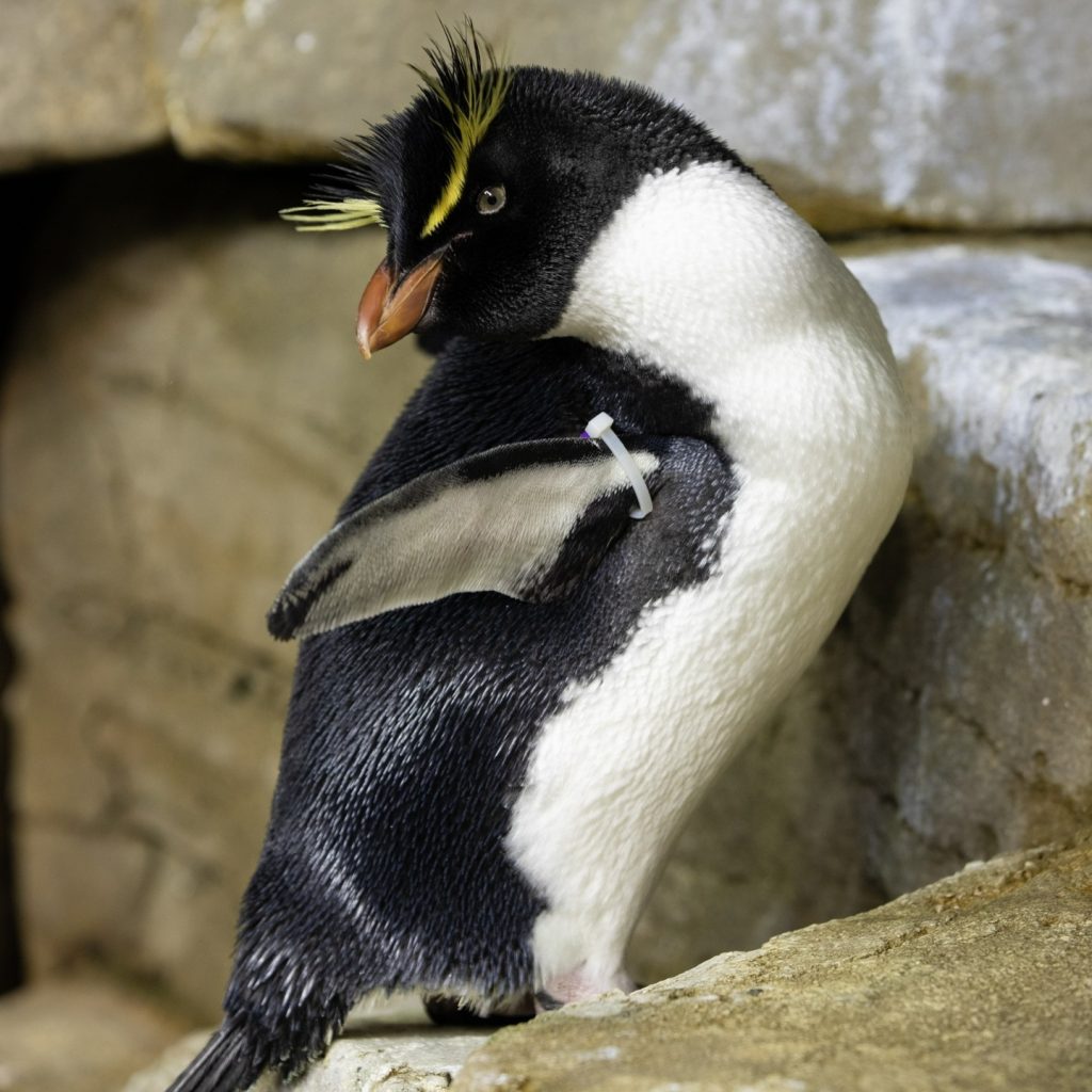 Where's Wellington? He's Here And Ready To Go! - Zoos - USA - Illinois ...