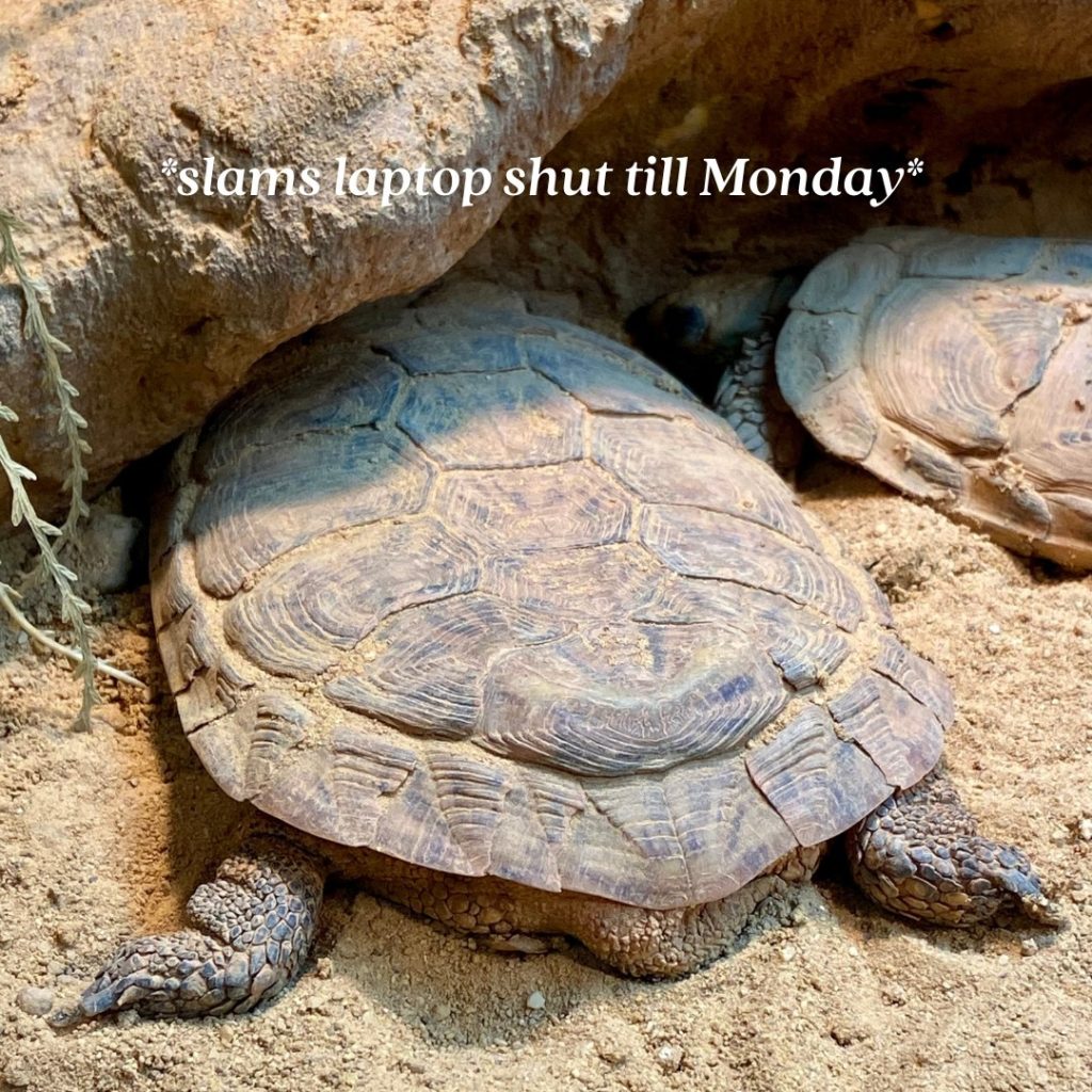 The Pancake Tortoises "Get It" - Zoo Guide