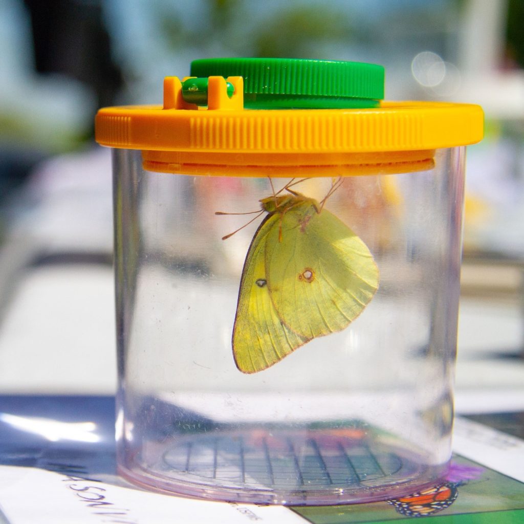 Insects: The Largest Animal Group Alive On Earth - Zoos - USA ...