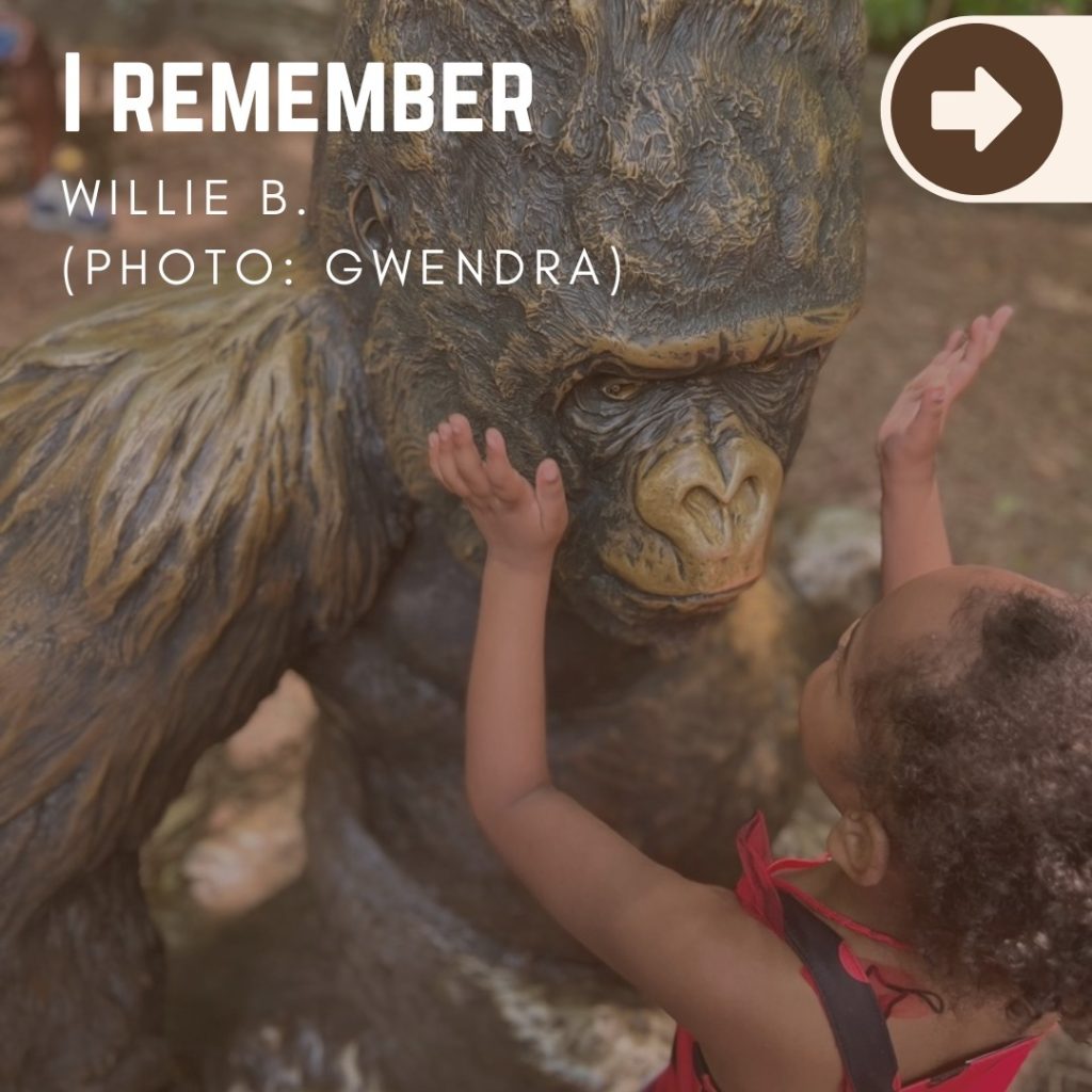 Celebrating Willie B.'s Legacy: Shared Memories - Zoos - USA - Georgia ...