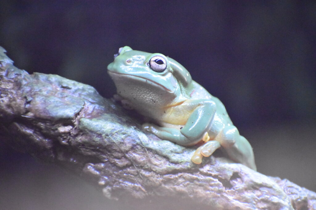 Definitive Guide To Magnificent Tree Frog Facts, Habitat, Conservation ...