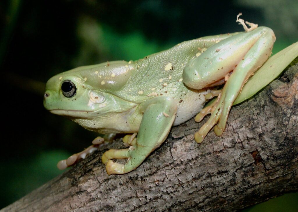 Definitive Guide To Magnificent Tree Frog Facts, Habitat, Conservation ...