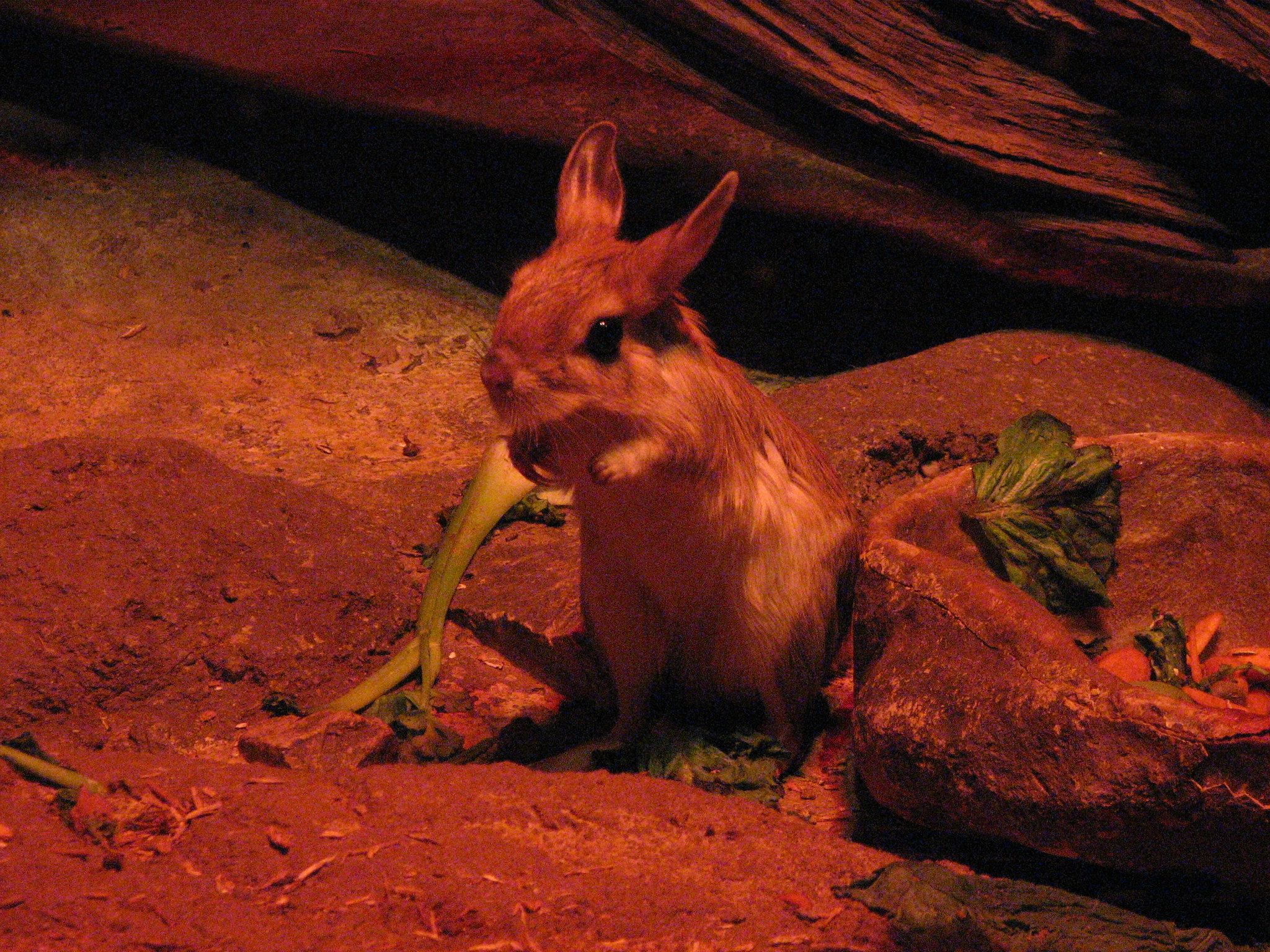 Definitive Guide To Spring Hare Facts, Habitat, Conservation Status ...