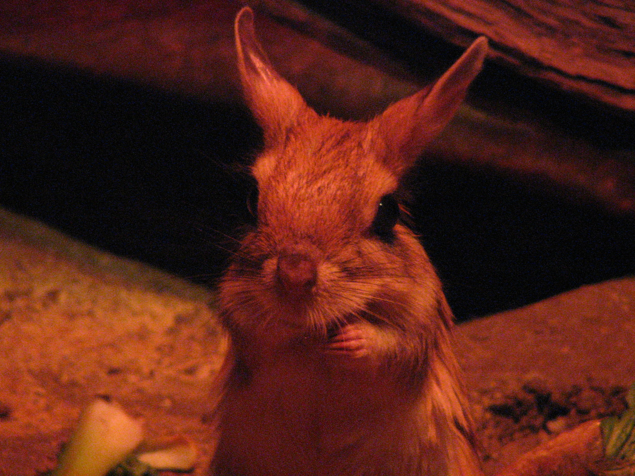 Definitive Guide To Spring Hare Facts, Habitat, Conservation Status ...