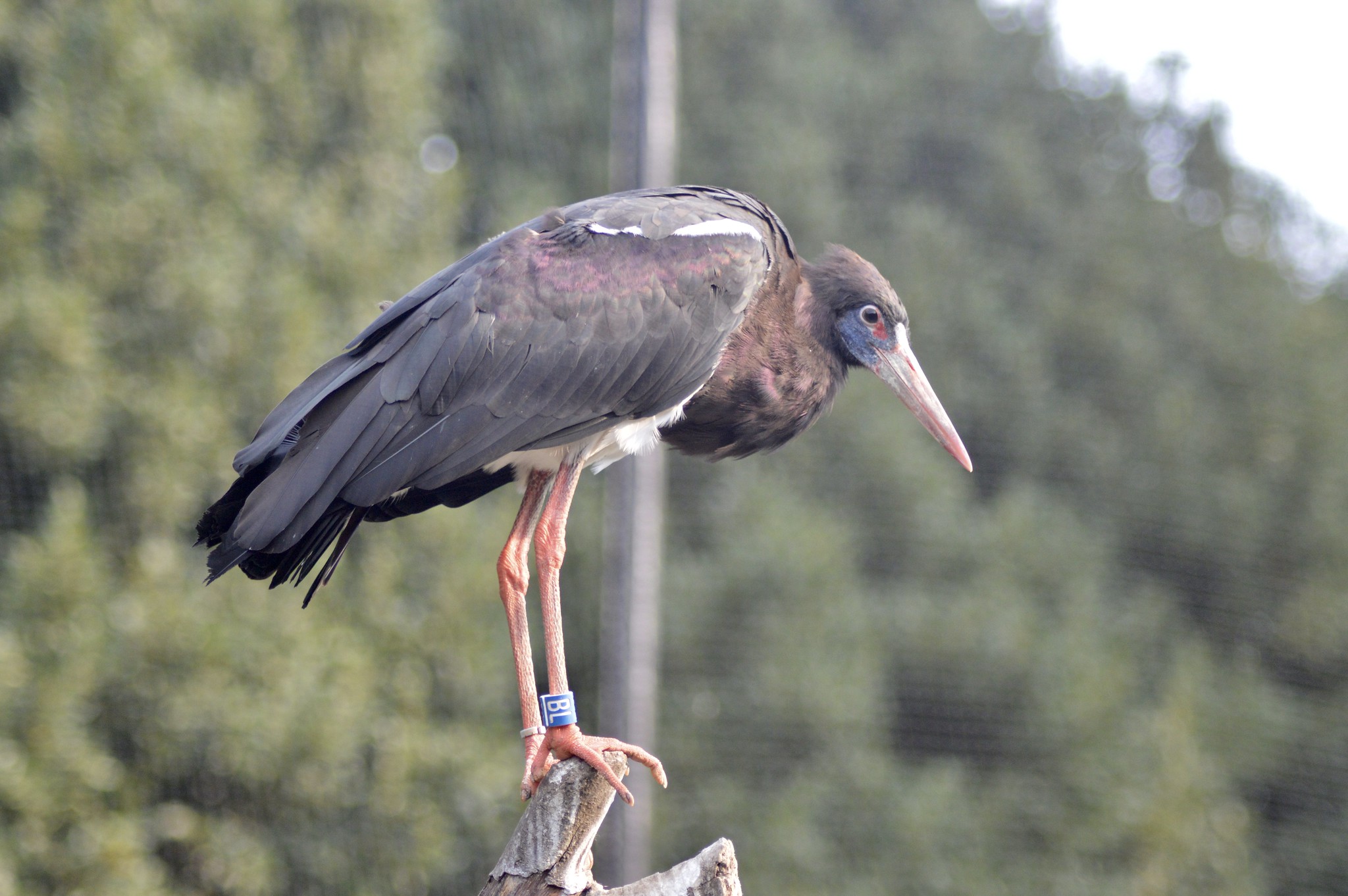 Abdim's Stork - Zoo Guide