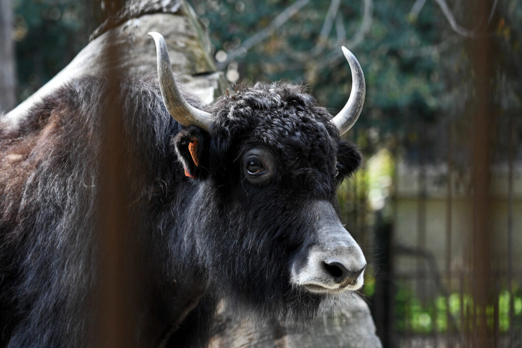 Definitive Guide To Domestic Yak Facts, Habitat, Conservation Status ...