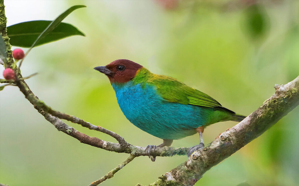 Definitive Guide To Bay-headed Tanager Facts, Habitat, Conservation ...