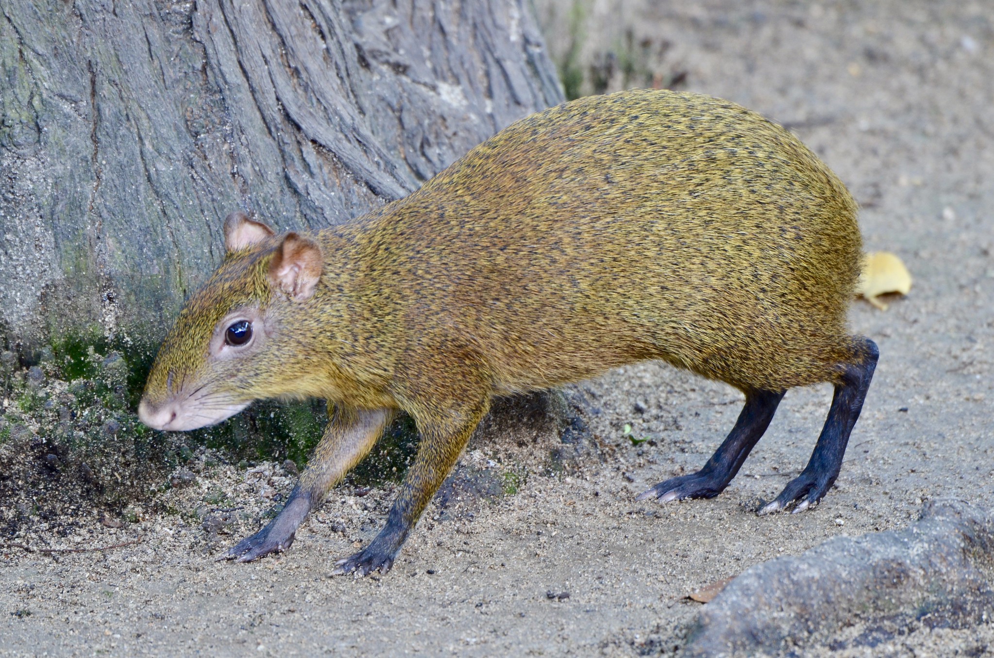 Definitive Guide To Mexican Agouti Facts, Habitat, Conservation Status ...