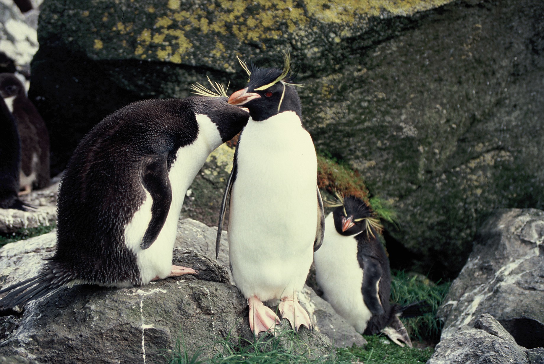 Definitive Guide To Eastern Rockhopper Penguin Facts Habitat Definitive Guide To Eastern Rockhopper Penguin Facts Habitat
