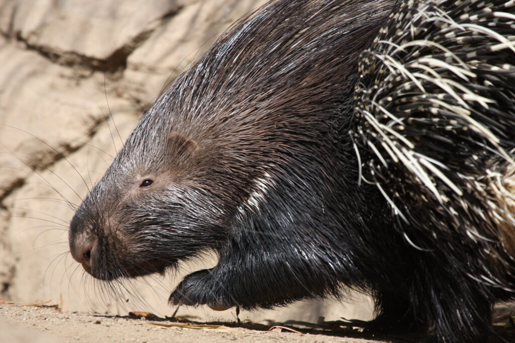 Definitive Guide To Indian Crested Porcupine Facts, Habitat ...
