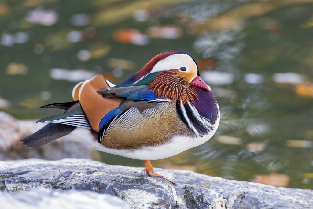Definitive Guide To Mandarin Duck Facts, Habitat, Conservation Status ...