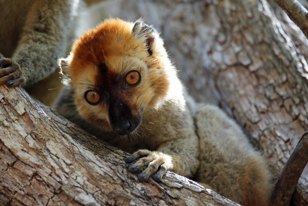 Definitive Guide To Red-fronted Lemur Facts, Habitat, Conservation ...