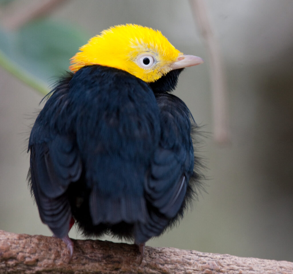 Definitive Guide To Golden-headed Manakin Facts, Habitat, Conservation ...