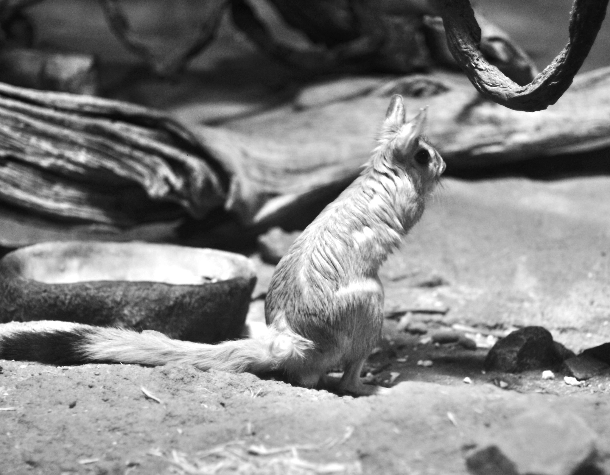 Definitive Guide To Spring Hare Facts, Habitat, Conservation Status ...