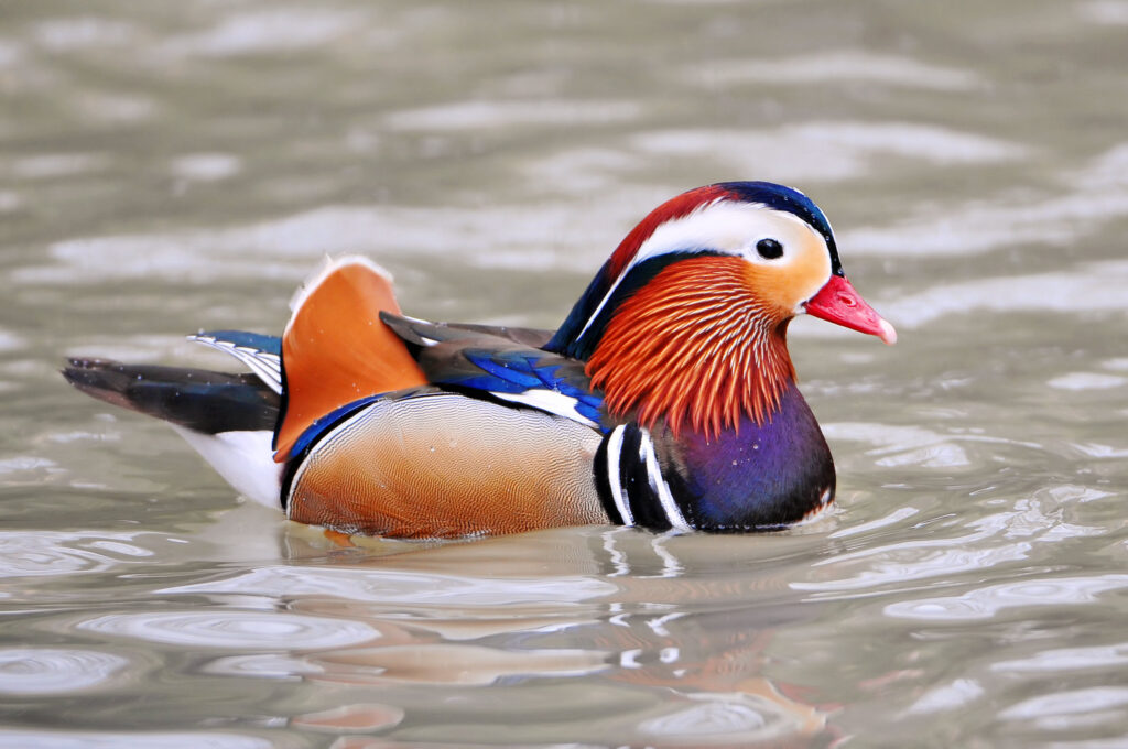 Definitive Guide To Mandarin Duck Facts, Habitat, Conservation Status ...