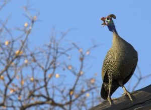 Definitive Guide To Helmeted Guineafowl Facts, Habitat, Conservation ...