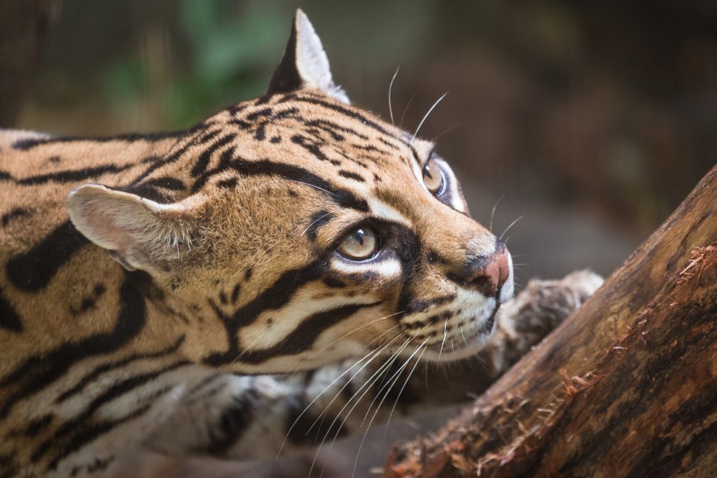 Definitive Guide To Ocelot Facts, Habitat, Conservation Status, Zoo ...