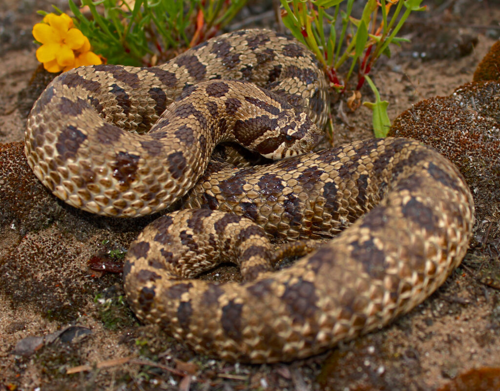 Definitive Guide To Western Hognose Snake Facts, Habitat, Conservation ...