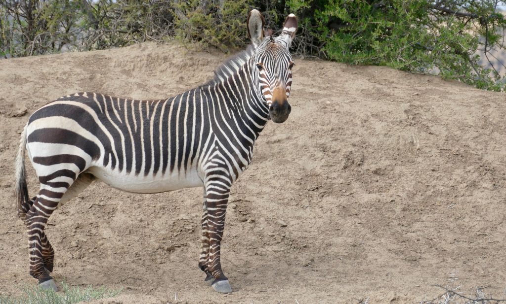 Definitive Guide To Mountain Zebra Facts, Habitat, Conservation Status ...