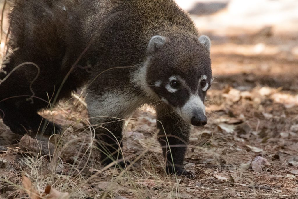 Definitive Guide To White-nosed Coati Facts, Habitat, Conservation ...