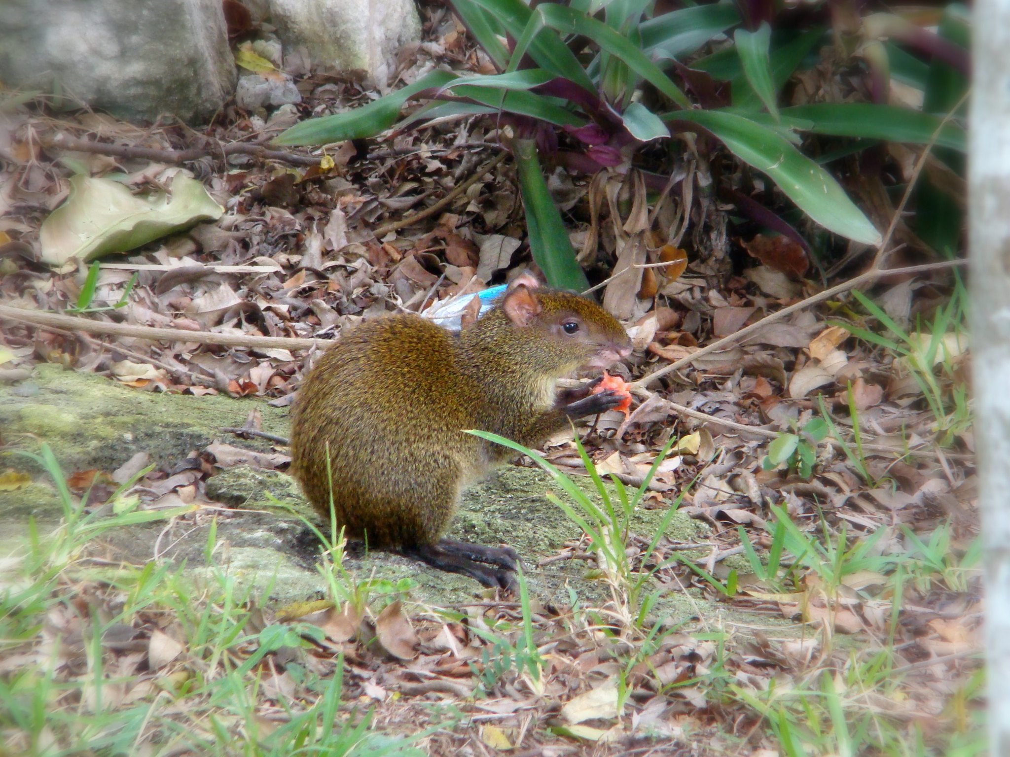 Definitive Guide To Mexican Agouti Facts, Habitat, Conservation Status ...