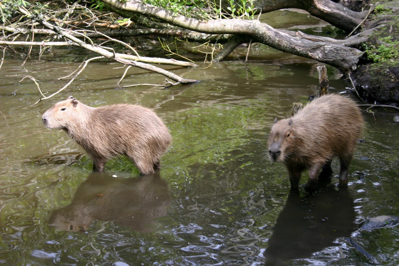 Definitive Guide To The Capybara: World's Largest Rodent - Capybara Zoo ...