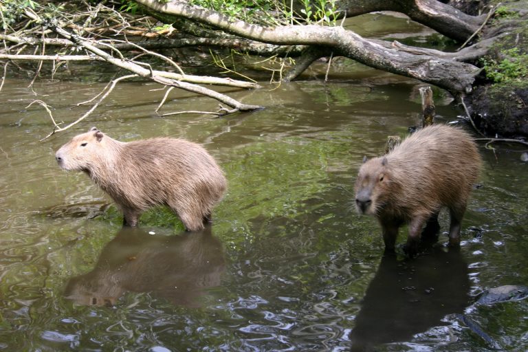 Definitive Guide To The Capybara: World's Largest Rodent - Capybara Zoo ...