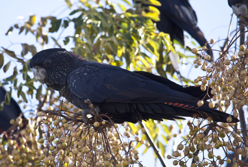 Definitive Guide To Red-tailed Black-cockatoo Facts, Habitat ...
