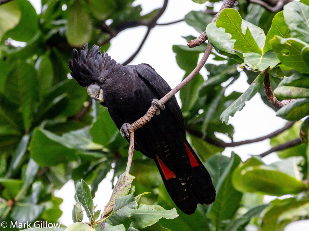 Definitive Guide To Red-tailed Black-cockatoo Facts, Habitat ...