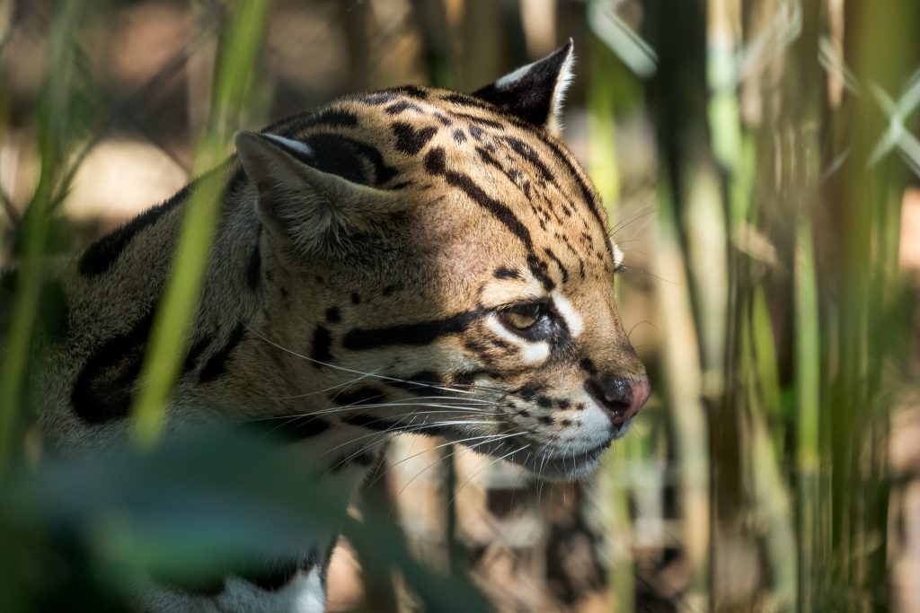 Definitive Guide To Ocelot Facts, Habitat, Conservation Status, Zoo ...